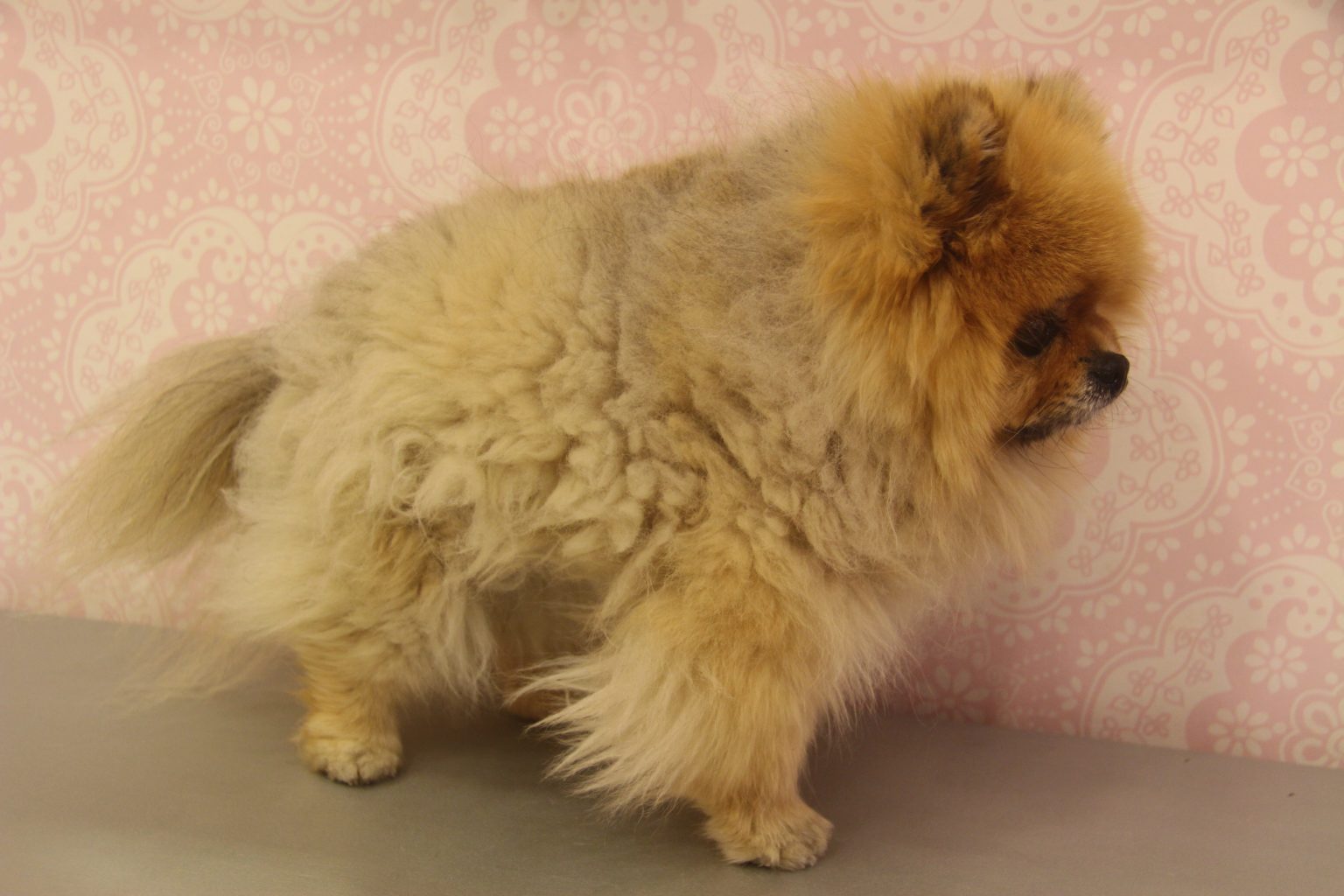 ALOPECIA X - BLACK SKIN DESEASE - Pomeranian Beauty