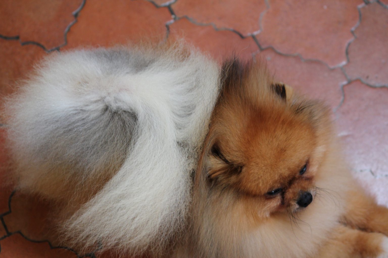 ALOPECIA X - BLACK SKIN DESEASE - Pomeranian Beauty