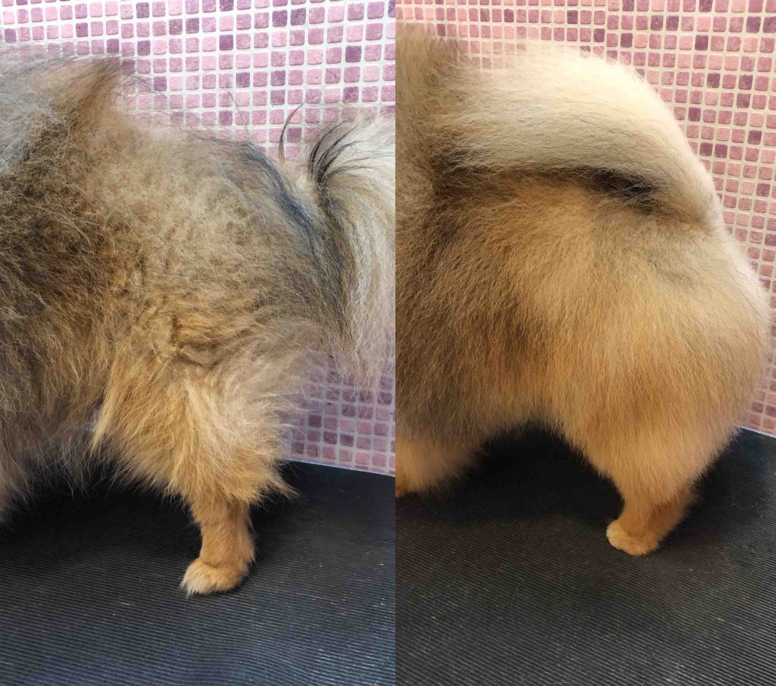 ALOPECIA X - BLACK SKIN DESEASE - Pomeranian Beauty