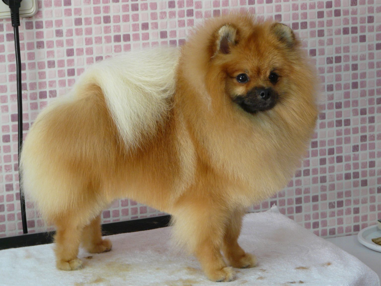 ALL ABOUT POMERANIAN - Pomeranian Beauty